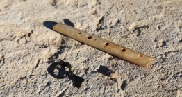 99-million-year-old fossil shows how ants hunted haberi - Arkeolojik ...